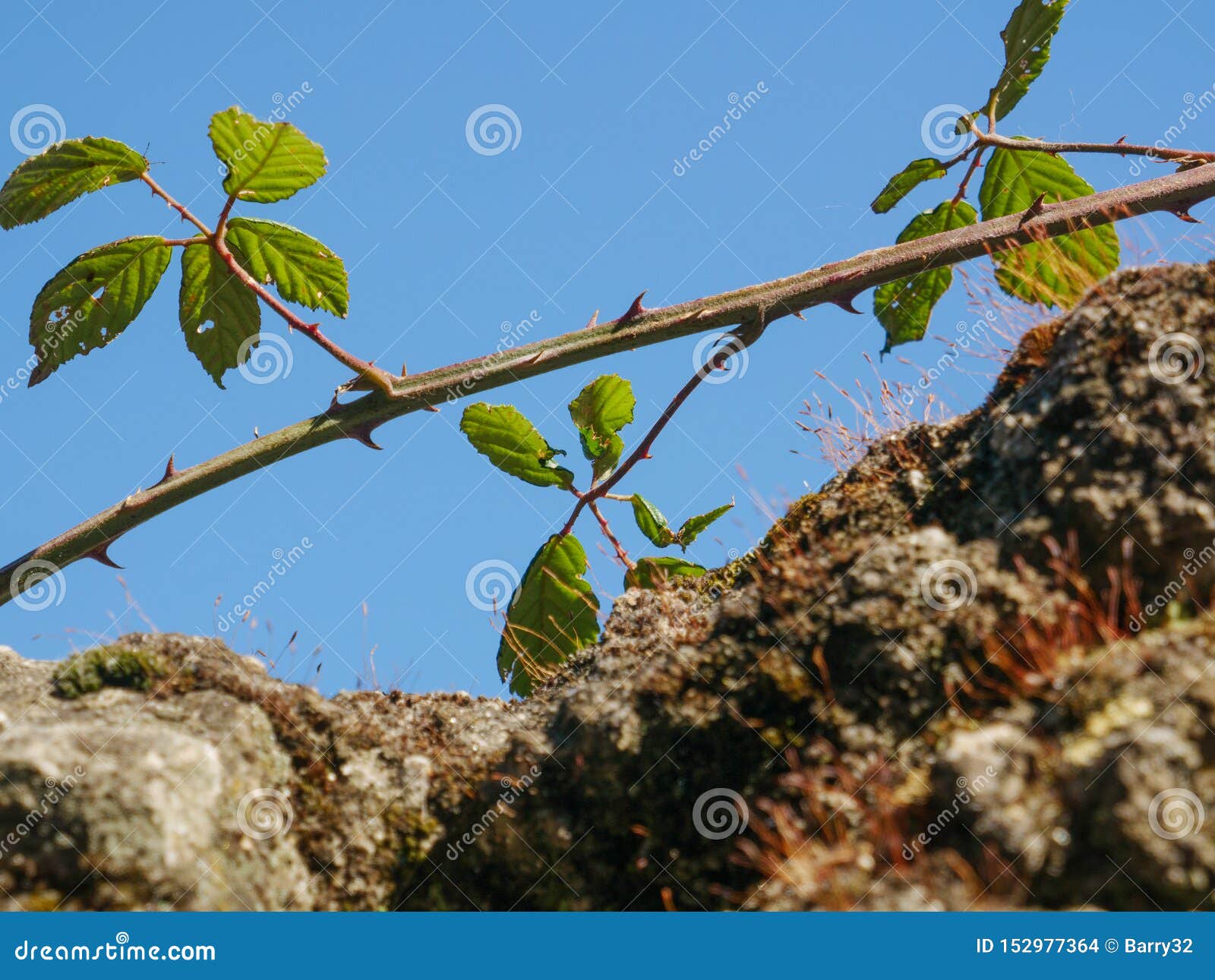 Brambles with Thorns Growing Over Top of Old Mossy Stone Wall Stock ...
