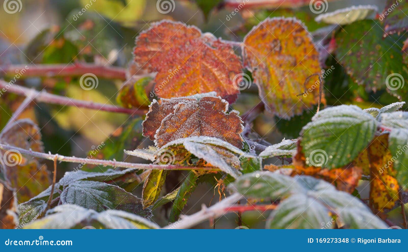 Brambles in the Woods Covered with Frost Stock Photo - Image of season ...