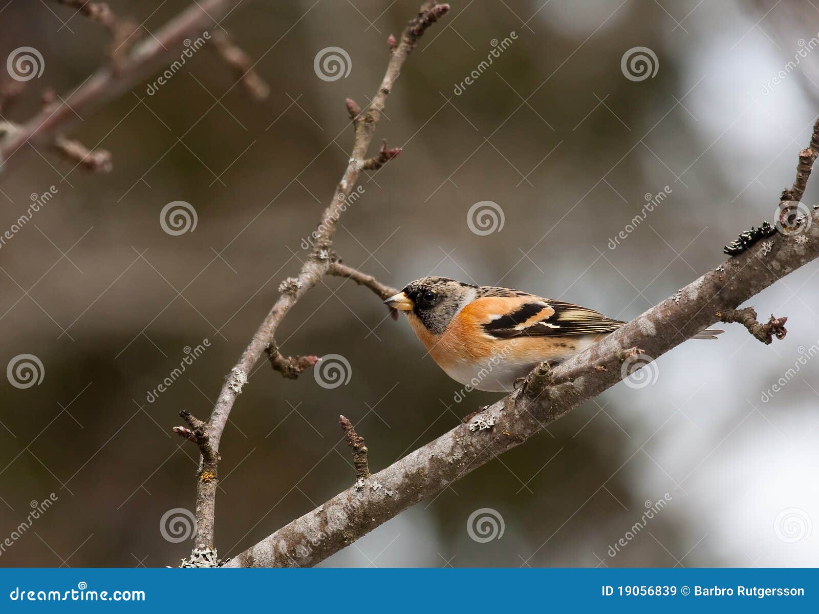 Brambling stock image. Image of wild, wildlife, fringilla - 19056839
