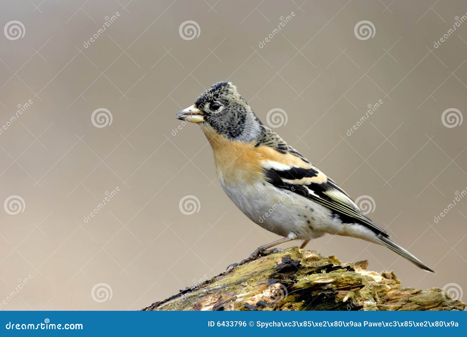 Brambling stock photo. Image of camera, animal, wildlife - 6433796