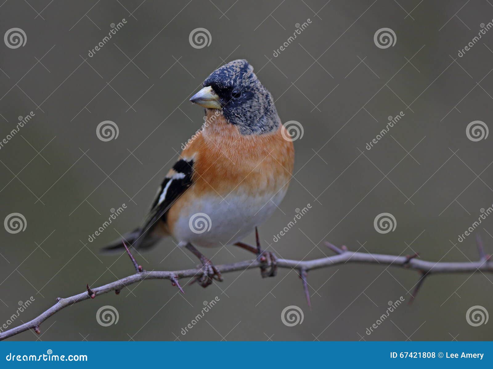 Brambling stock foto. Image of leven, vliegen, leuk, park - 67421808