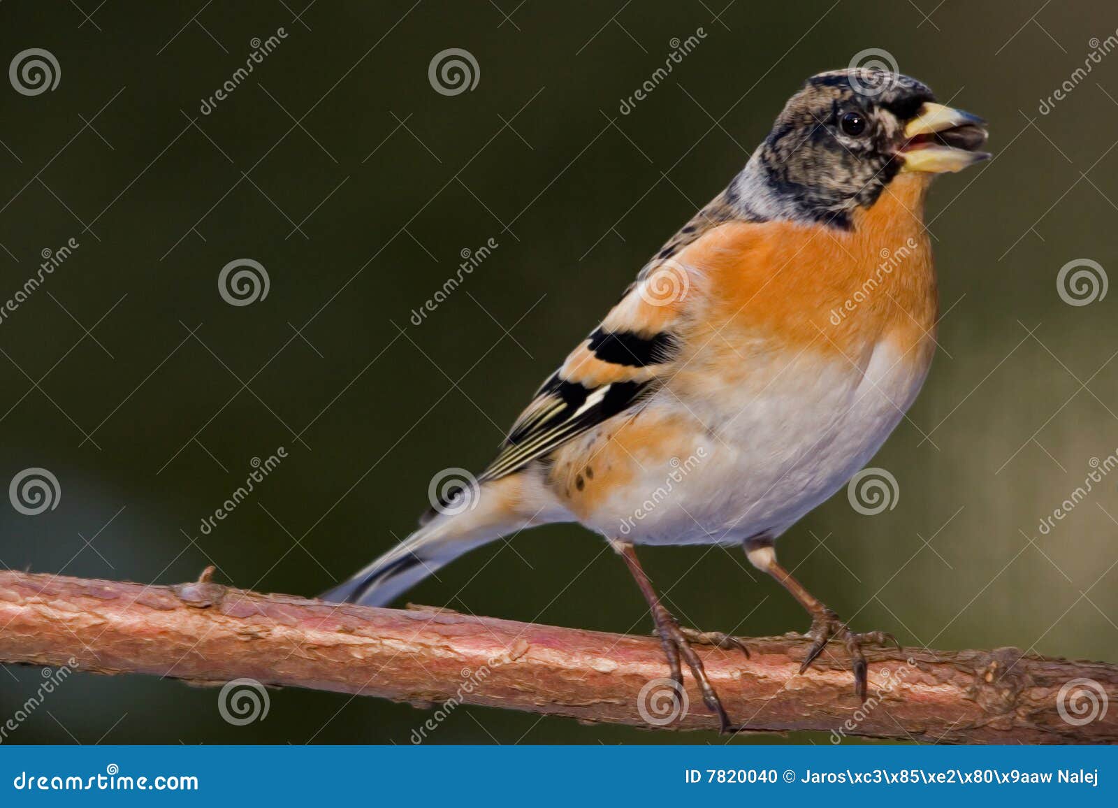 Brambling stock photo. Image of animal, animals, bird - 7820040