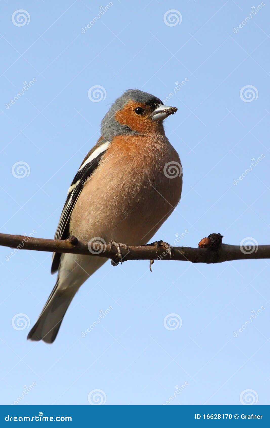 Brambling bird stock photo. Image of branches, colorful - 16628170