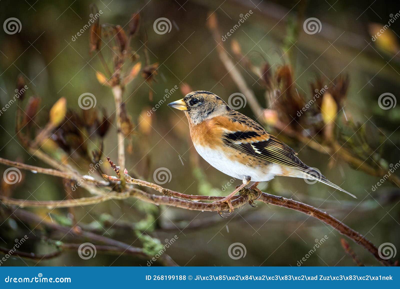 Brambling Bird on the Banch in Nature Stock Photo - Image of ...