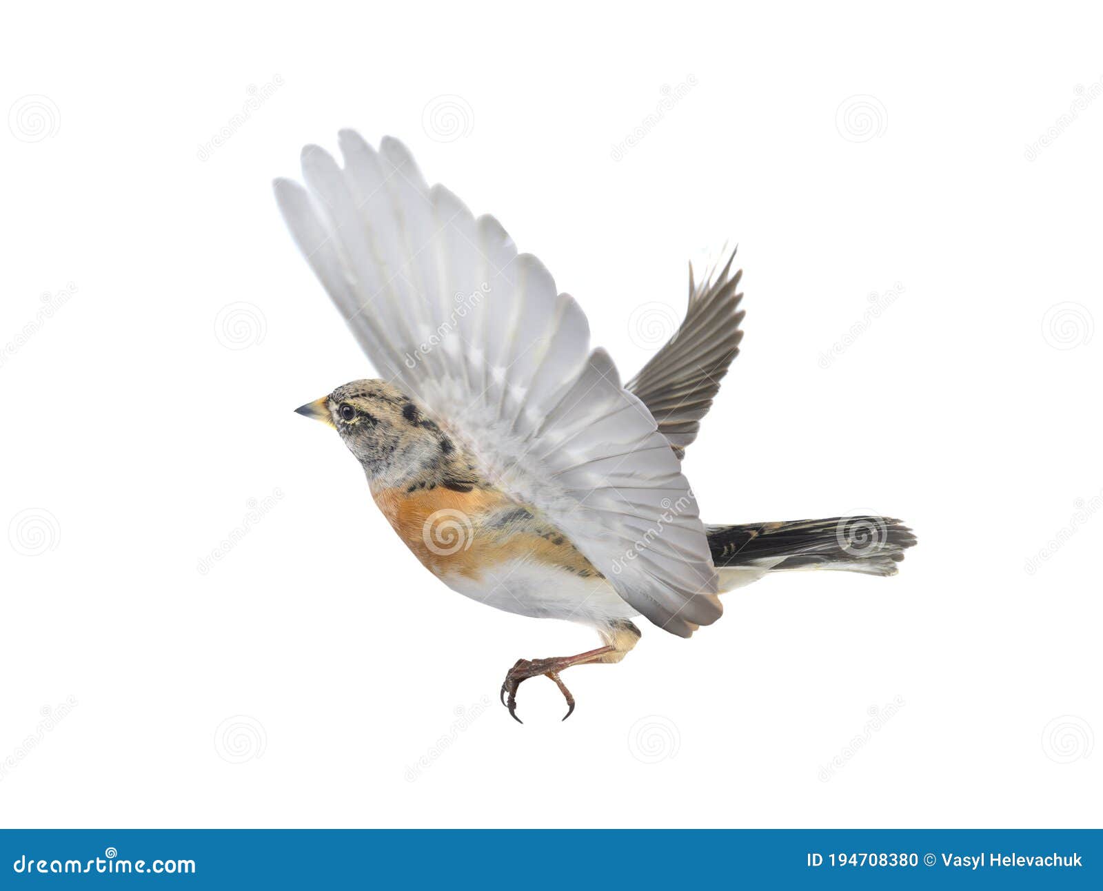 Brambling Bird in Flight Isolated on White Stock Photo - Image of ...