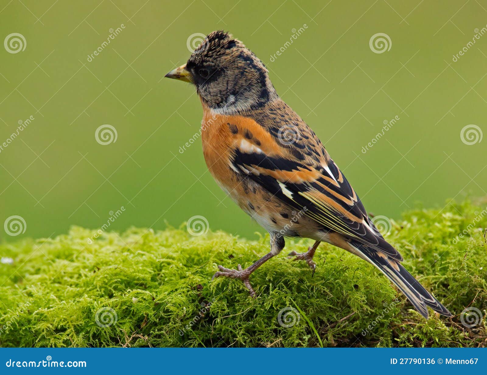 The Brambling Bird (Fringilla Montifringilla) Stock Photo - Image of ...
