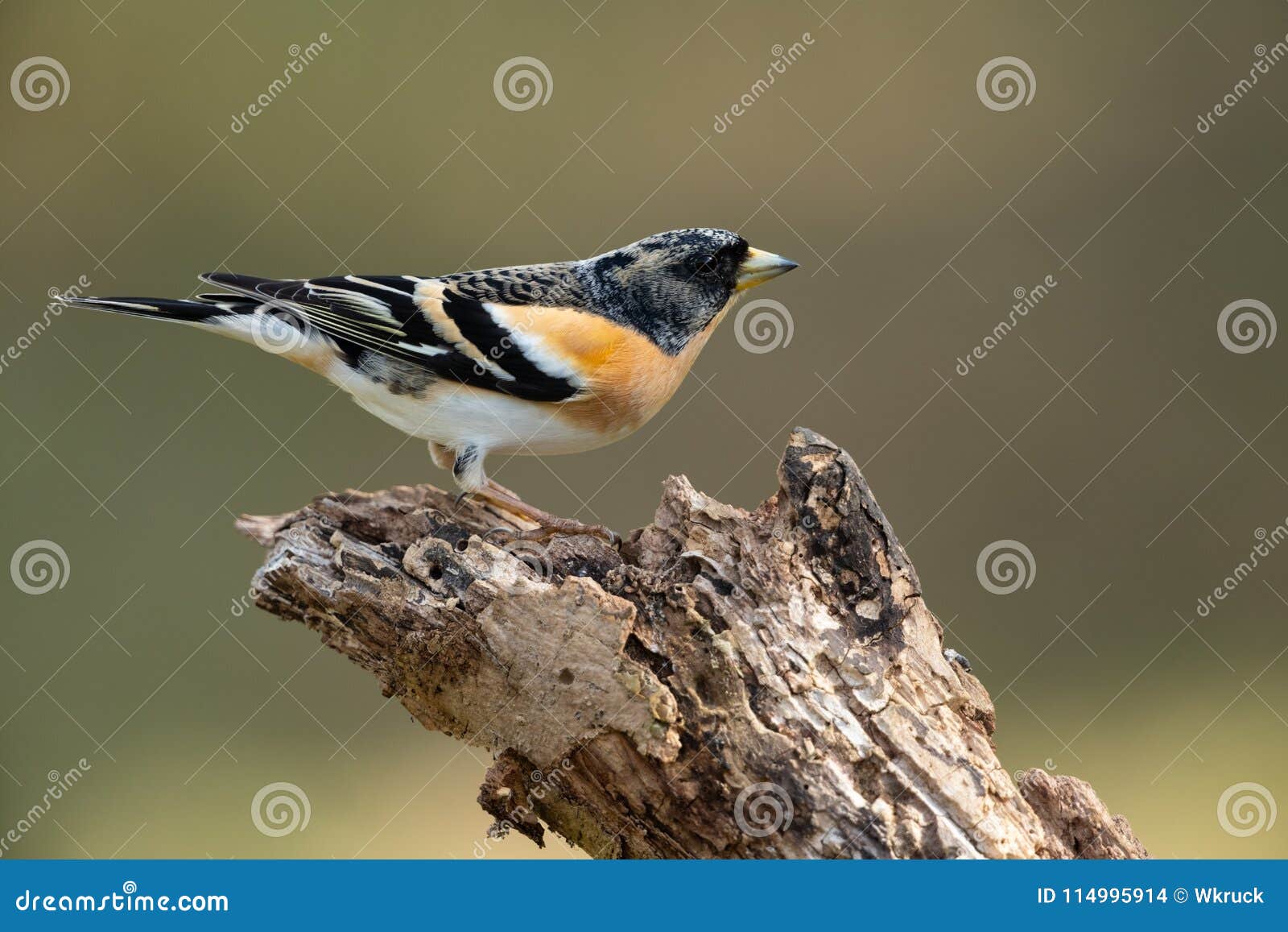 Brambling Stock Photo | CartoonDealer.com #6779712