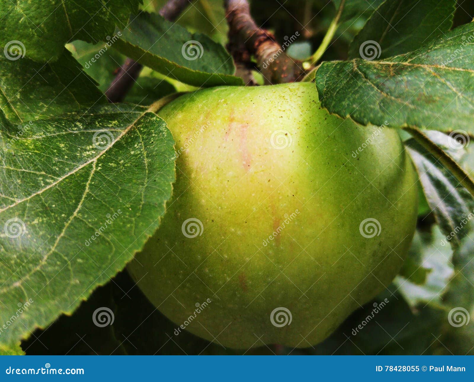 Bramley Cooking Apple Fresh Apple Pie Sweet Custard Pudding Cook ...