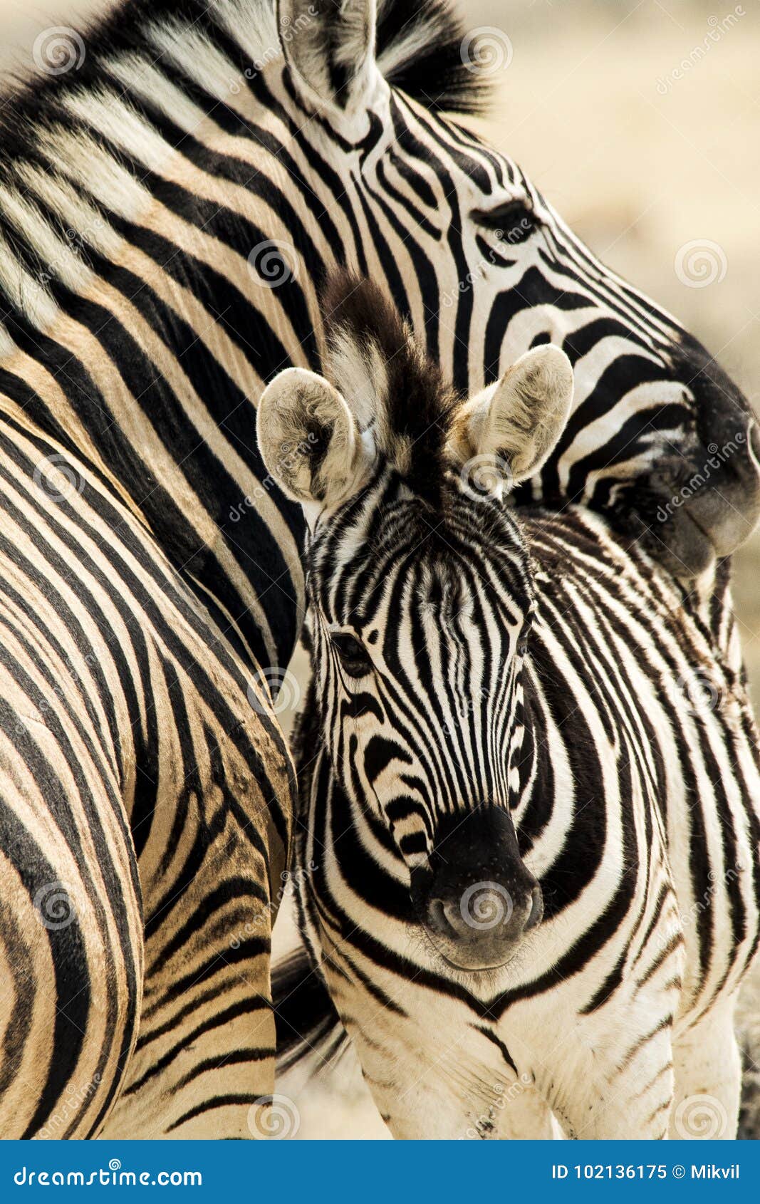 Zebras stock image. Image of zebras, african, desert - 102136175