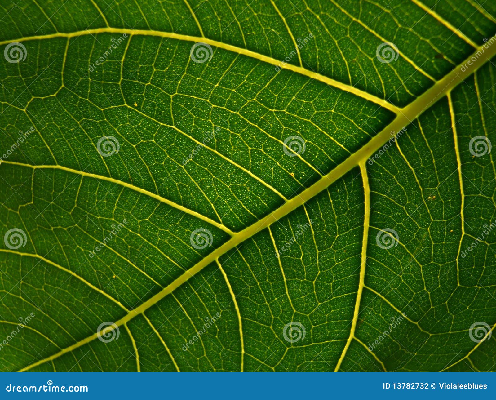 Branch stock photo. Image of branch, texture, nature - 13782732