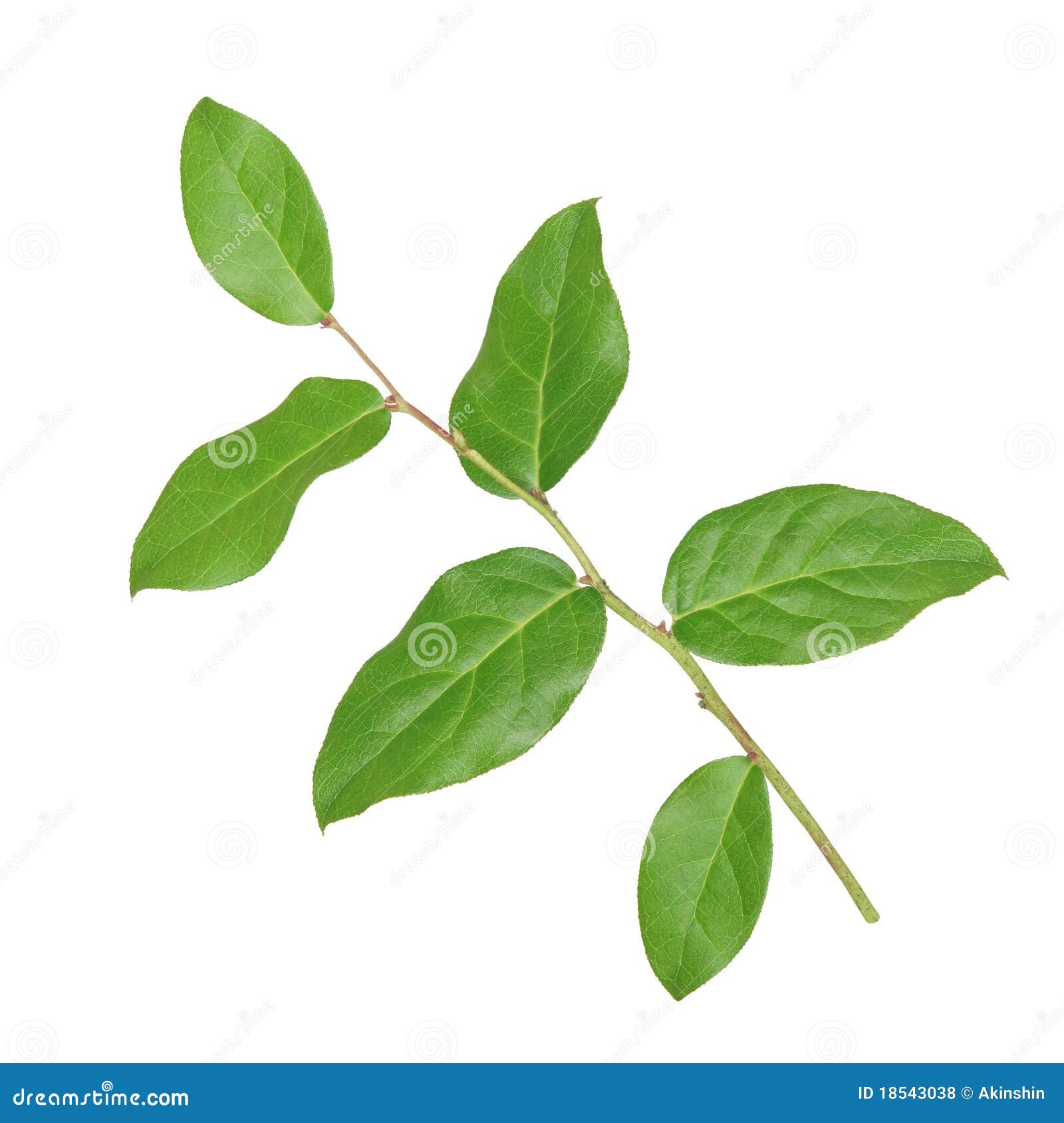 Branch stock photo. Image of sapling, leaf, floral, flora - 18543038
