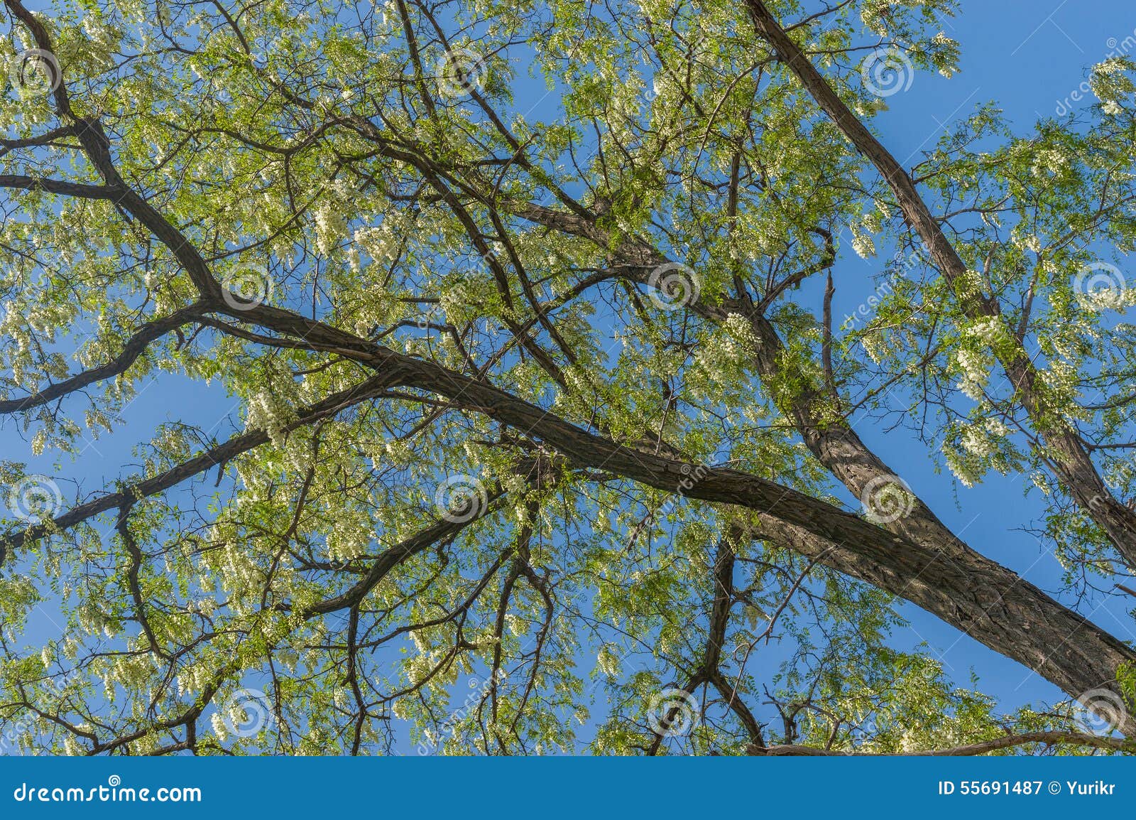 Branch of acacia tree stock image. Image of nature, white - 55691487