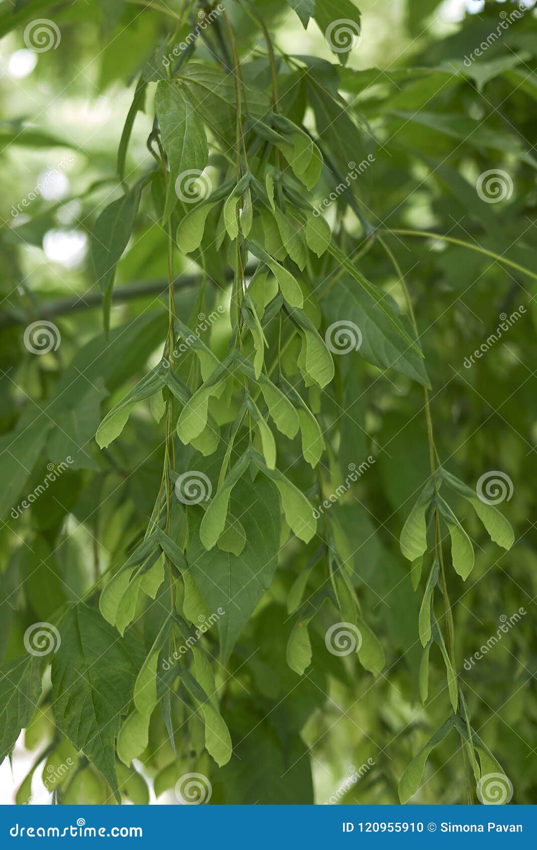 Branch of Acer Negundo Tree Stock Photo - Image of flora, ashleaf ...