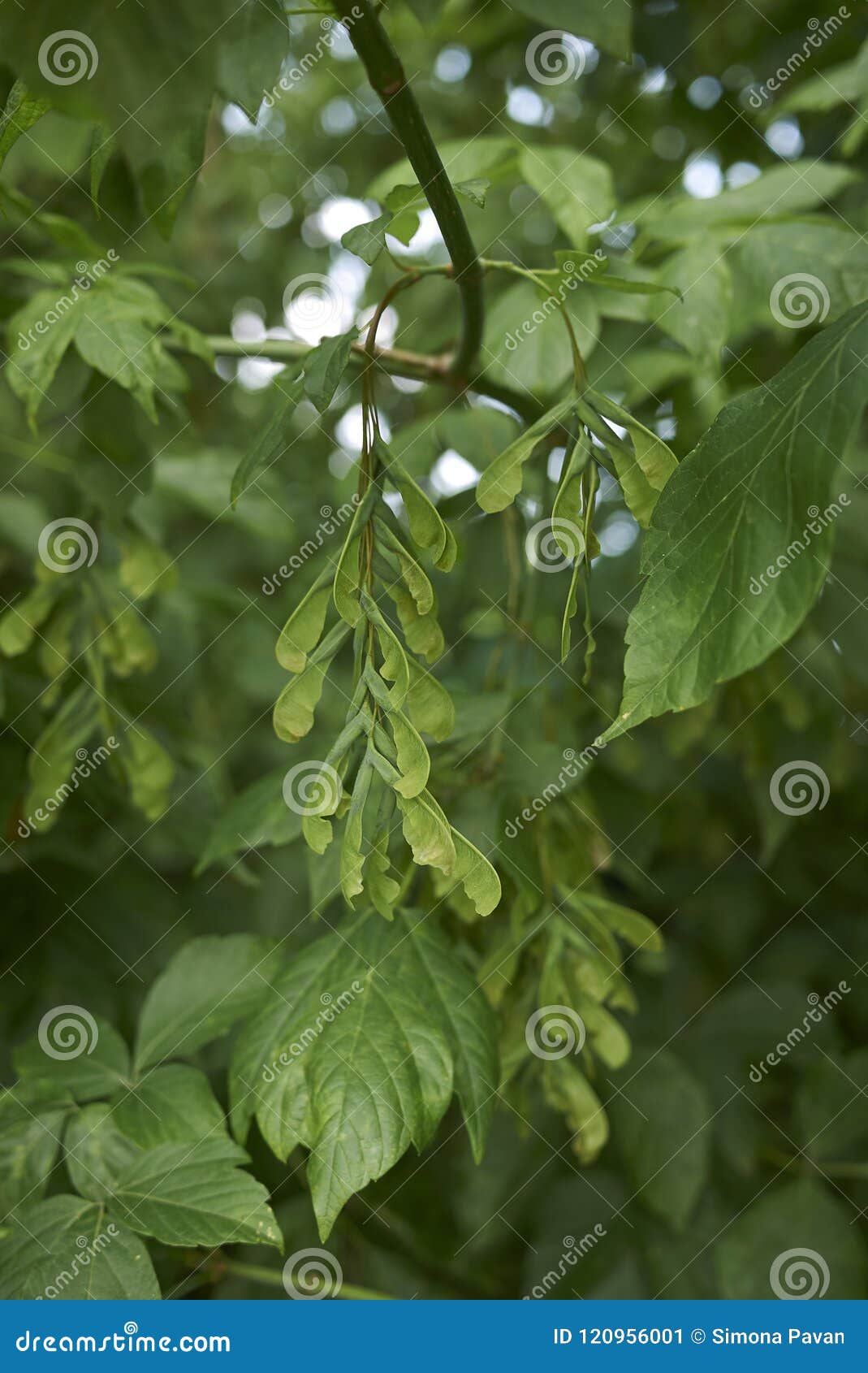 Branch of Acer Negundo Tree Stock Image - Image of tree, springtime ...