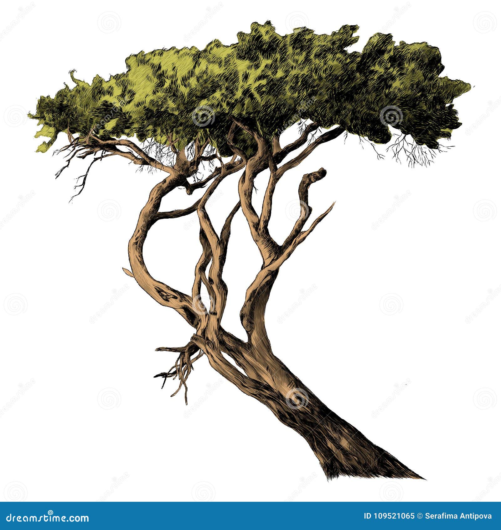 A Branch of the African Tree Sketch Vector Graphics Stock Vector ...