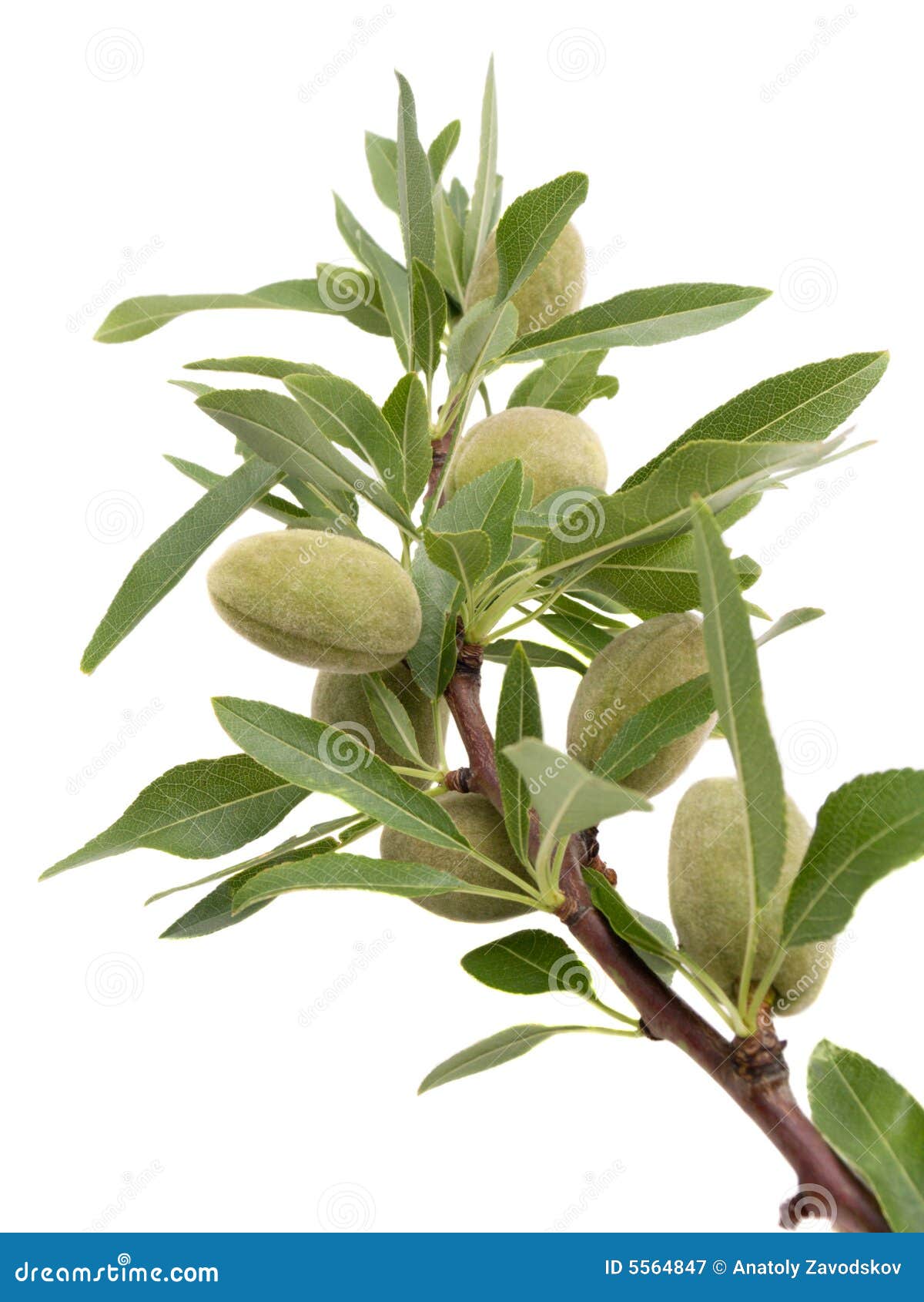 Branch with almond nuts stock image. Image of diet, organic - 5564847