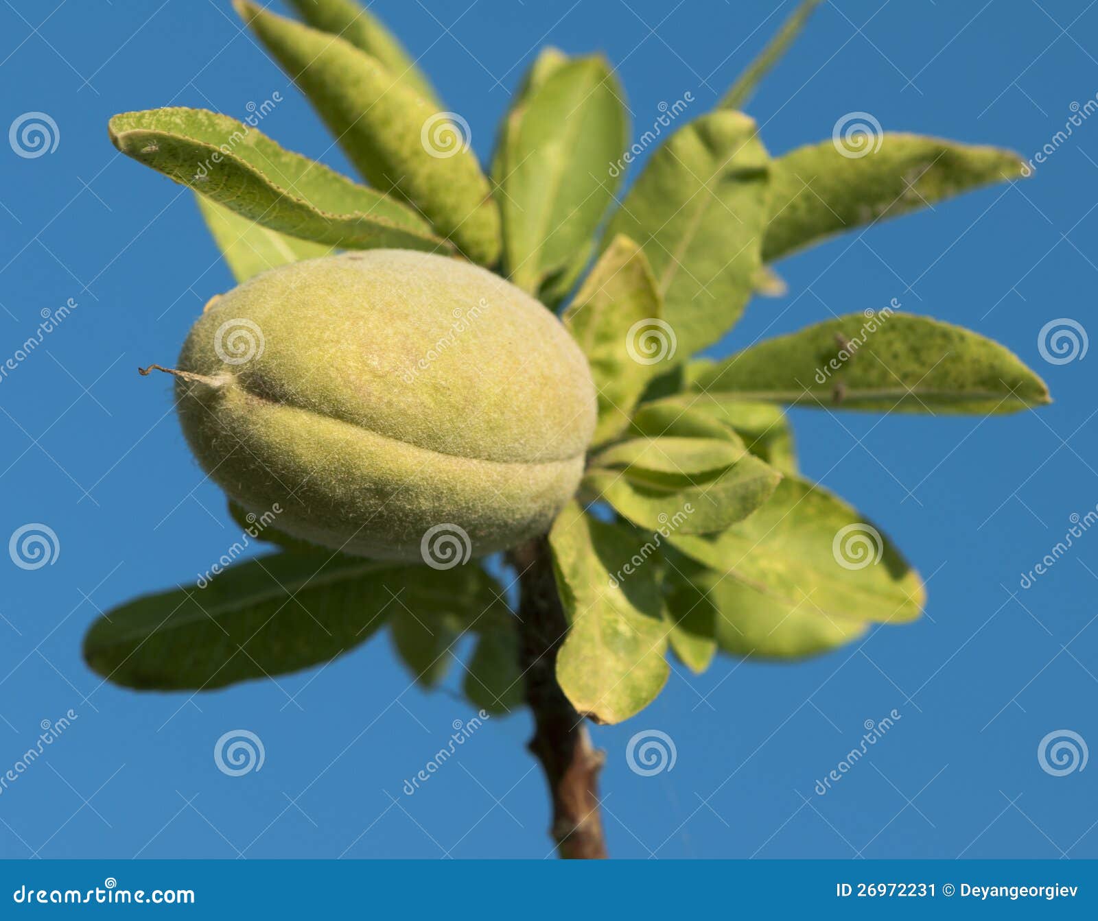 Branch of almond tree stock image. Image of harvest, food - 26972231