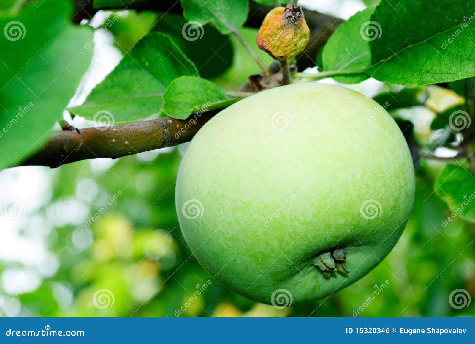 Branch with apple stock photo. Image of closeup, gardening - 15320346