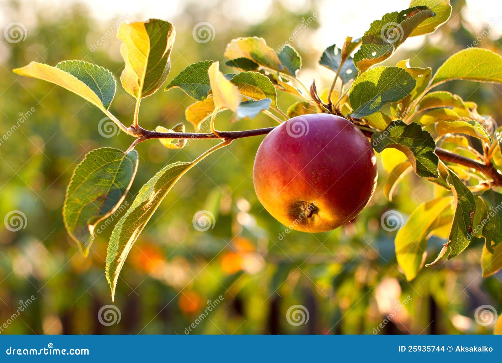 The branch with apple stock photo. Image of fruit, horizontal - 25935744