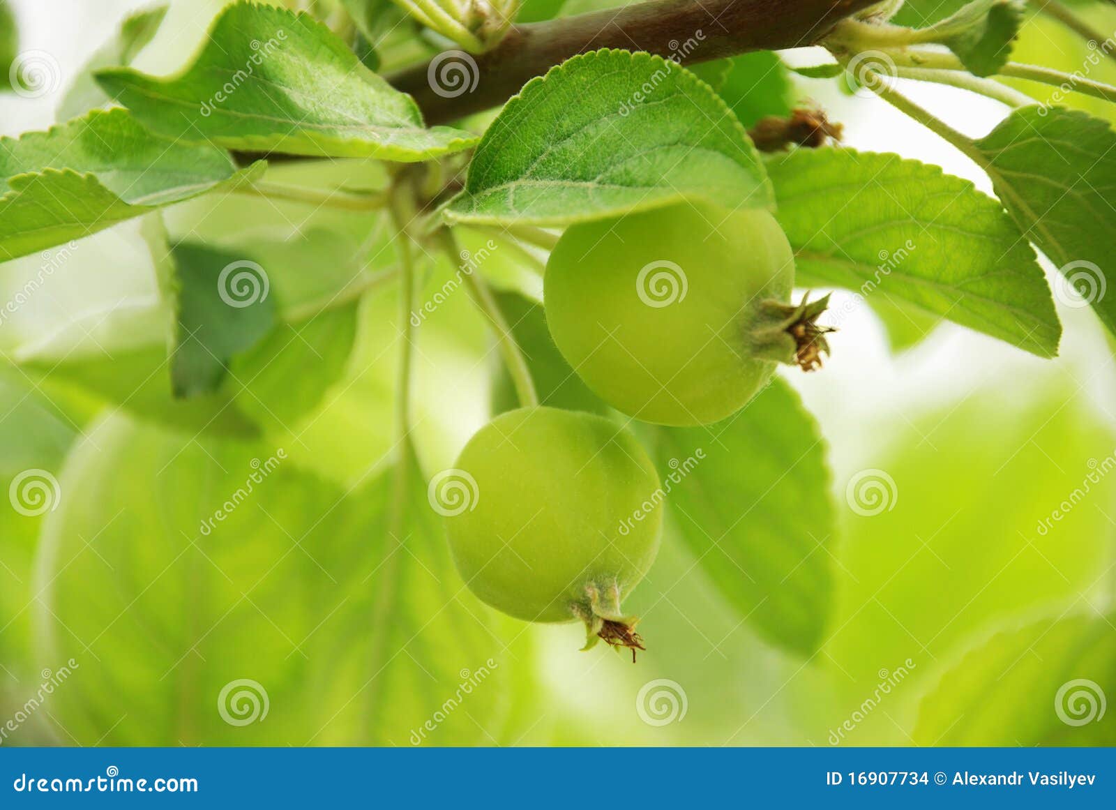 Branch apple-tree stock photo. Image of environment, foliage - 16907734