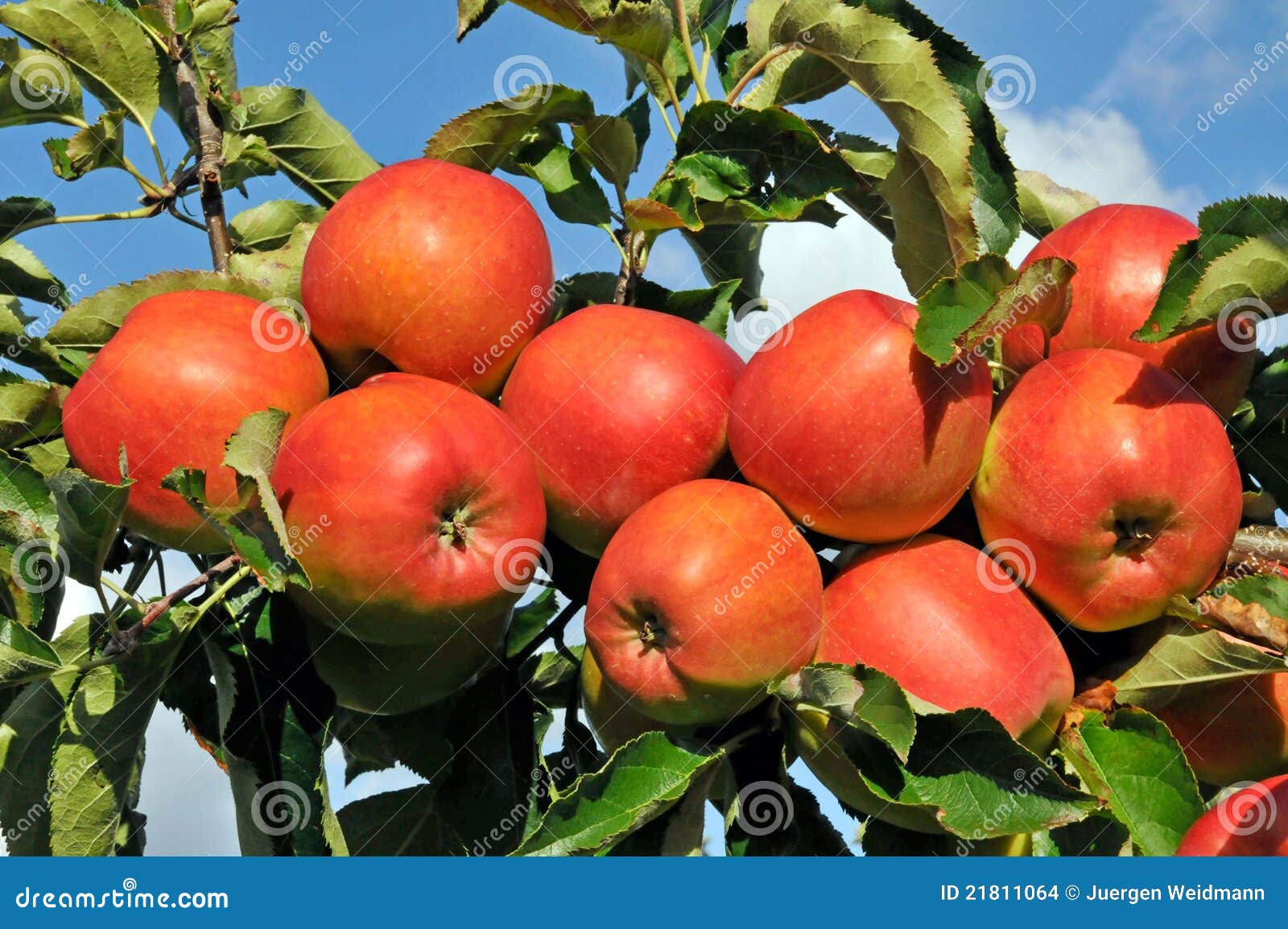 Branch of an apple tree stock photo. Image of healthy - 21811064