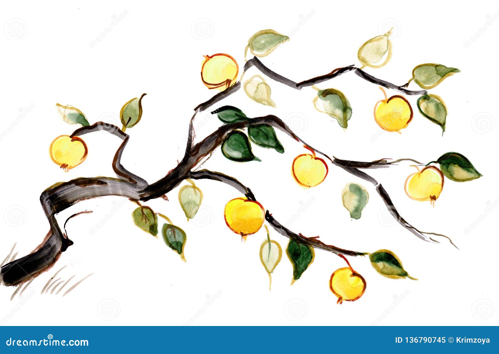 Branch of apple tree stock illustration. Illustration of scenic - 136790745