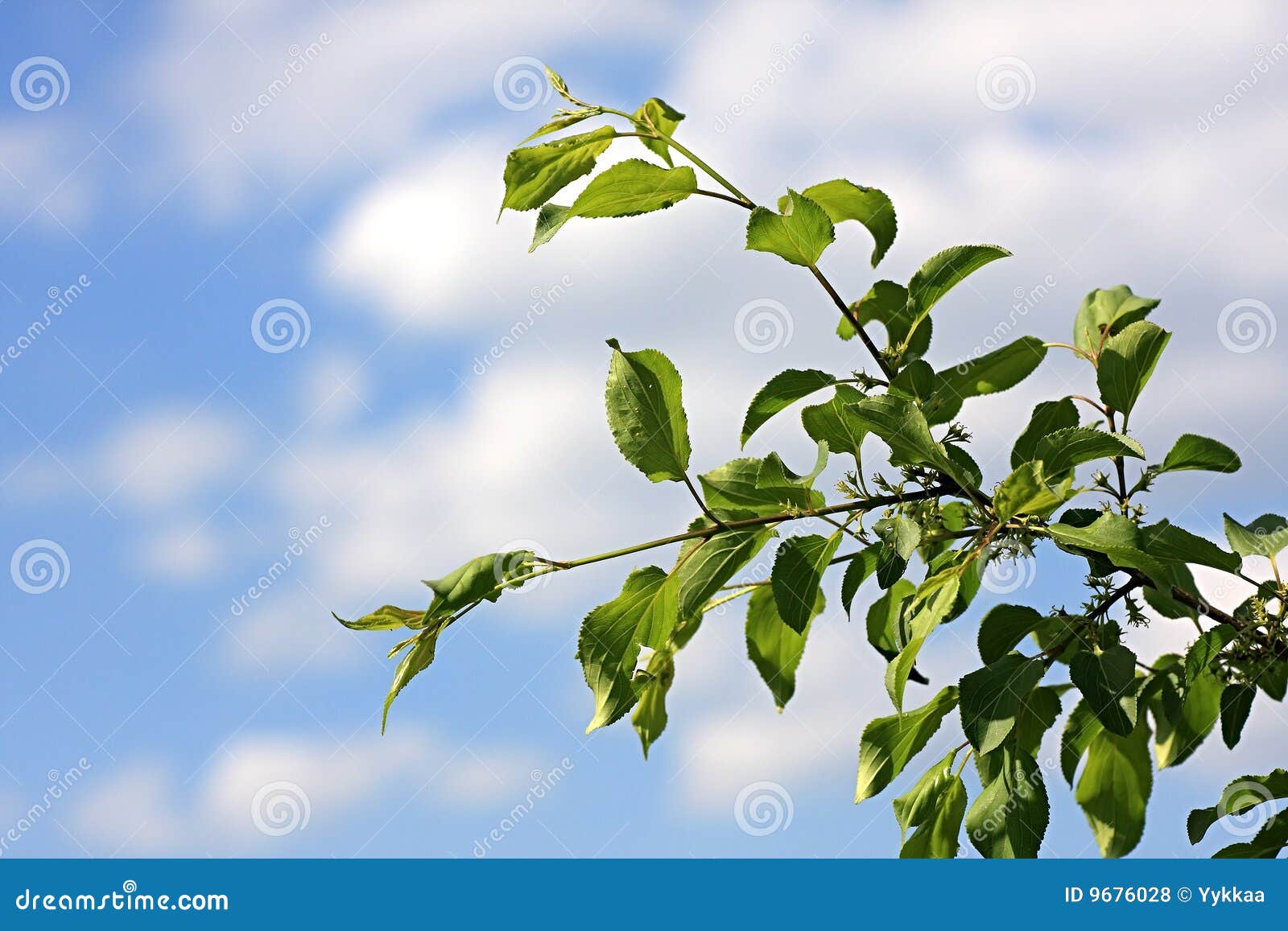 Branch of Apple-tree on a Background Sky. Stock Photo - Image of tree ...