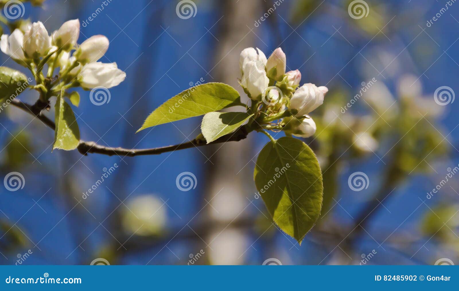 Branch of Apple Tree with Buds Flowers in Spring Stock Photo - Image of ...
