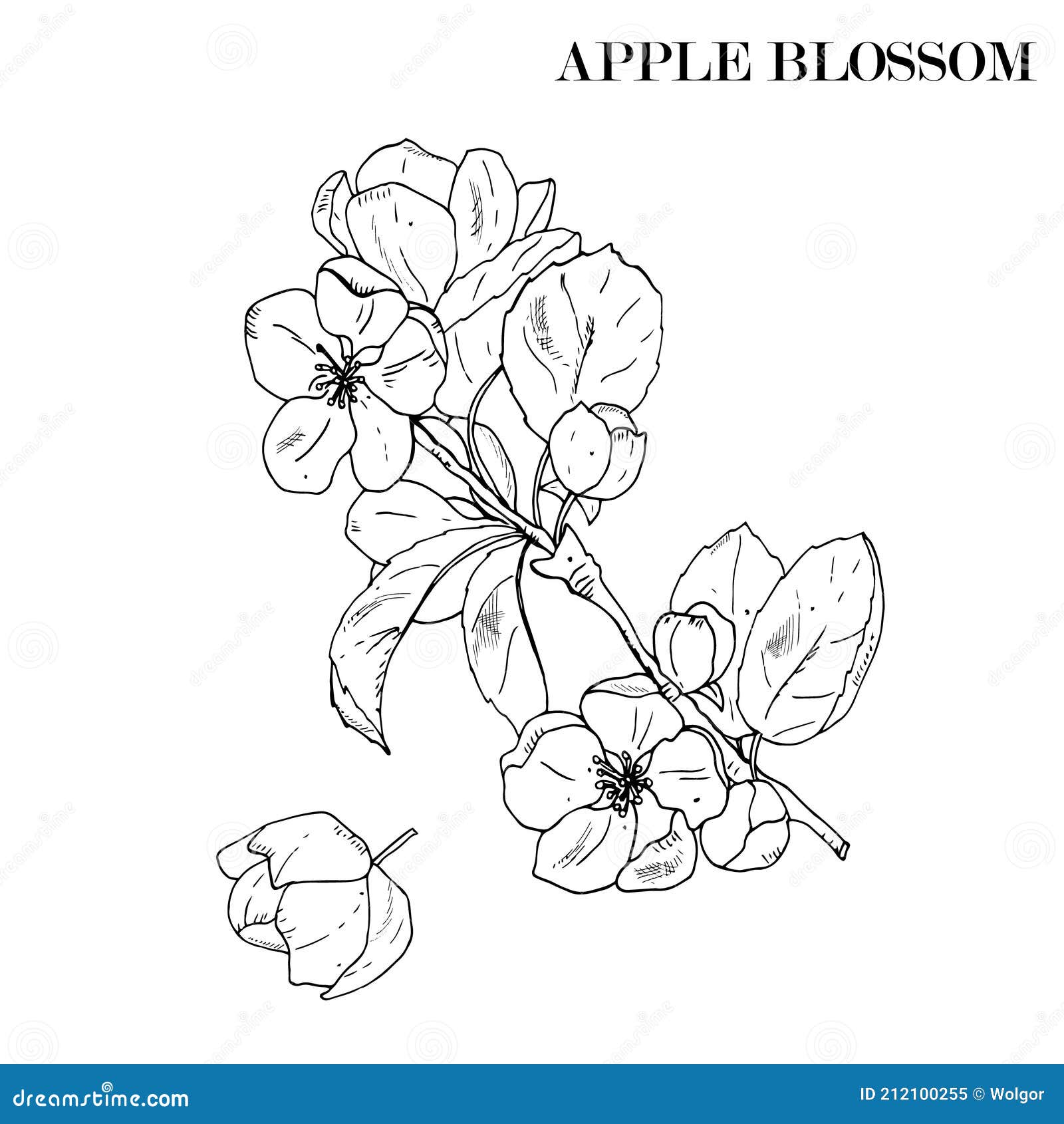 Branch of apple tree. stock vector. Illustration of drawn - 212100255