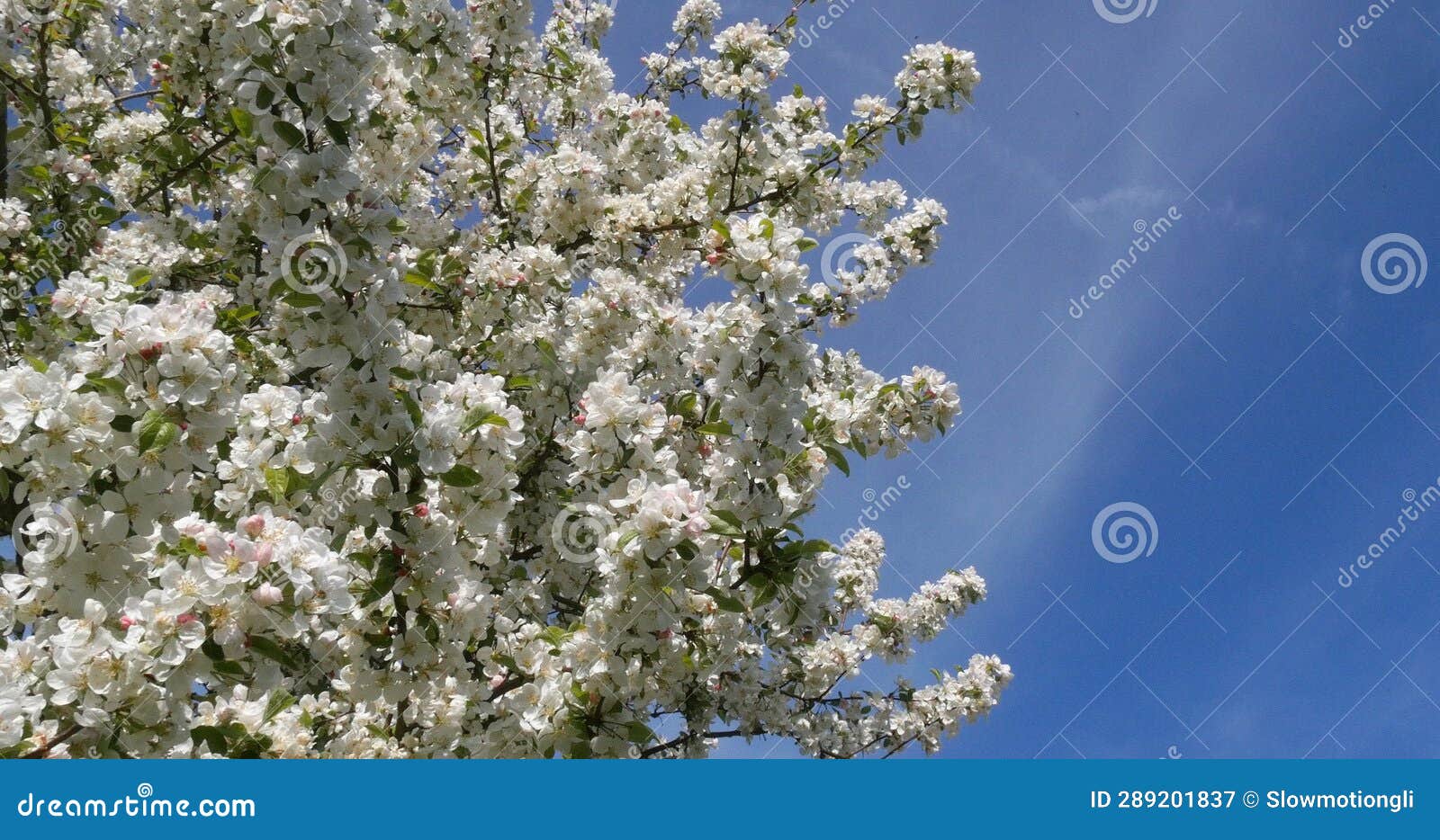 Branch of Apple Tree in Flowers on Blue Sky Background, Normandy Stock ...