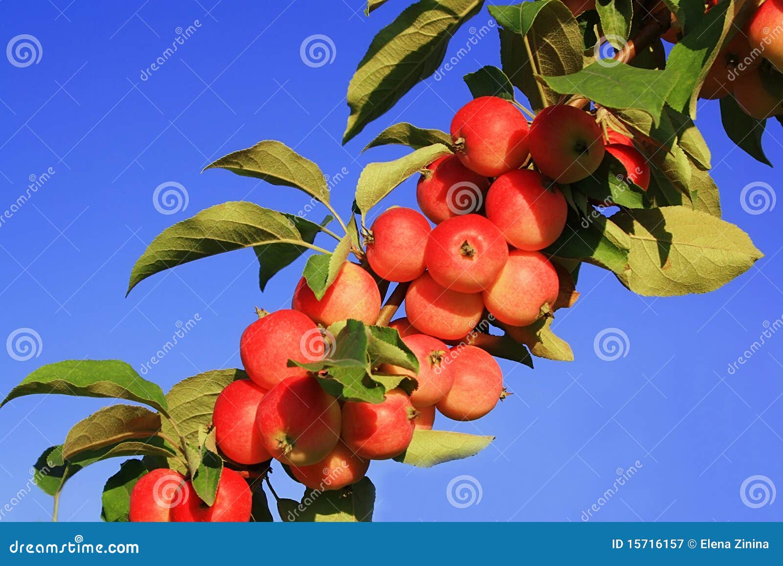 Branch of Apple-tree with Red Apples Stock Image - Image of fruit ...