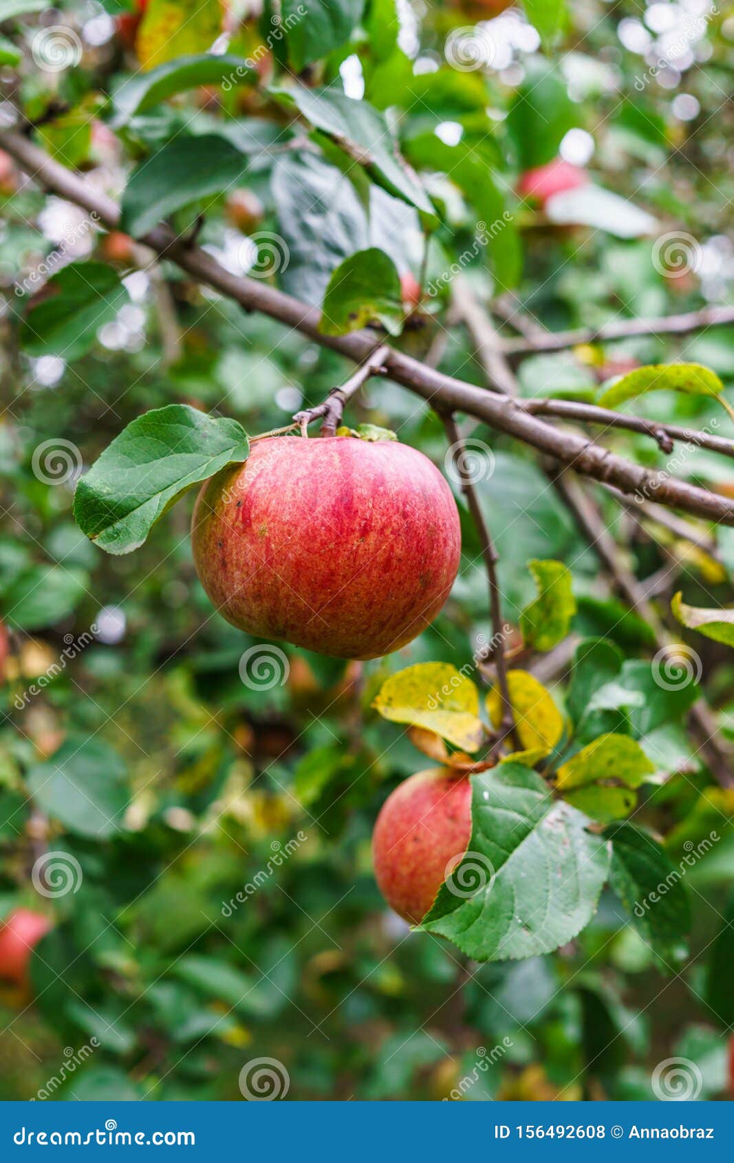 Branch of Apple Trees Bending Under the Weight of Fruit. Autumn Orchard ...