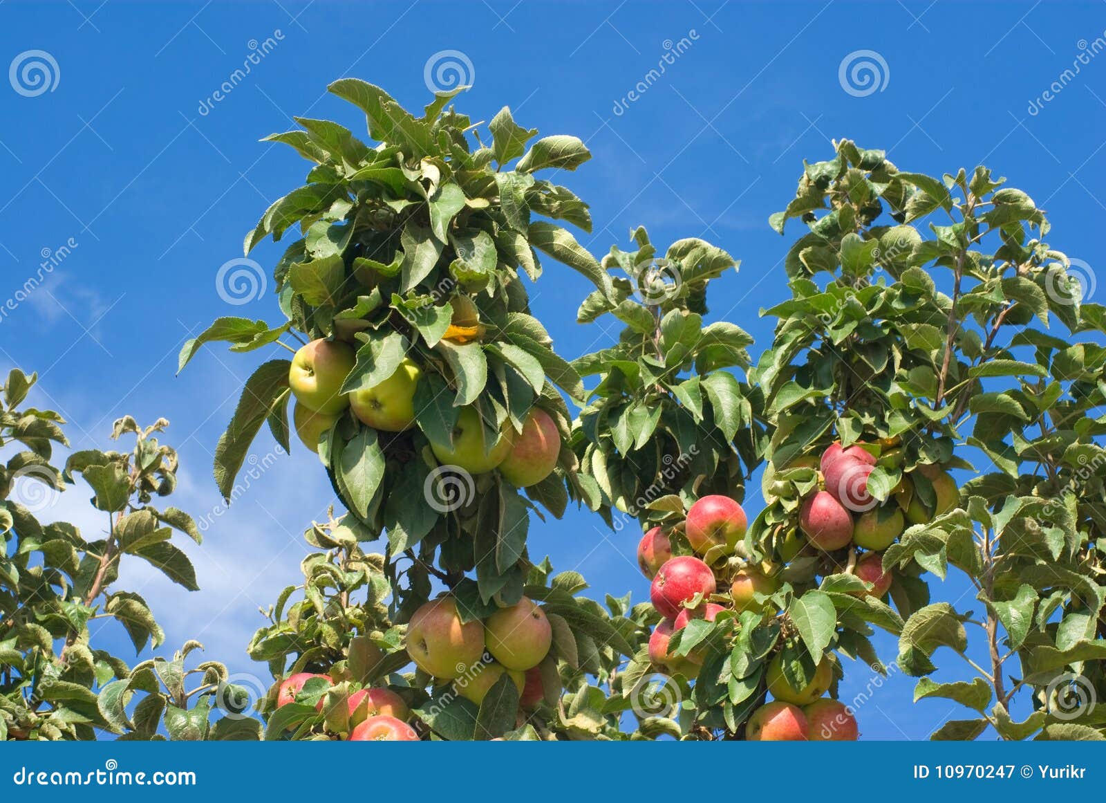 Branch with apples stock image. Image of branch, usefull - 10970247