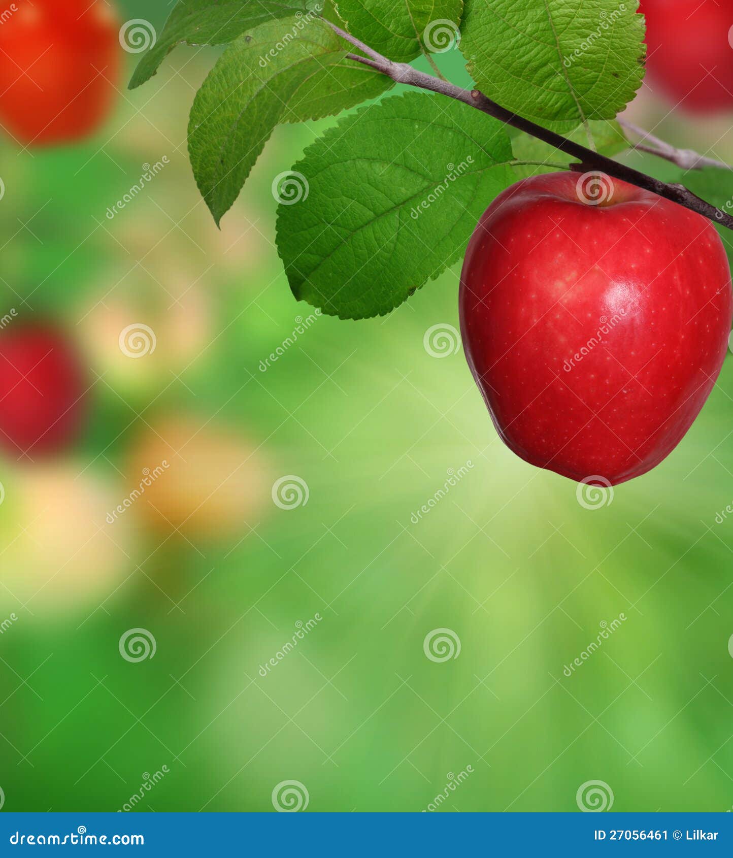 Branch with apples stock image. Image of farm, agriculture - 27056461
