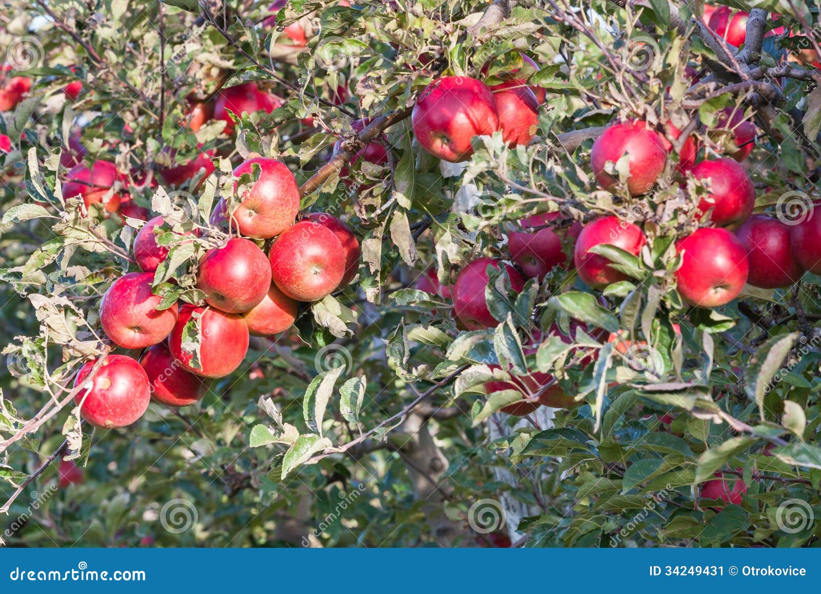 Branch with apples stock image. Image of nature, closeup - 34249431
