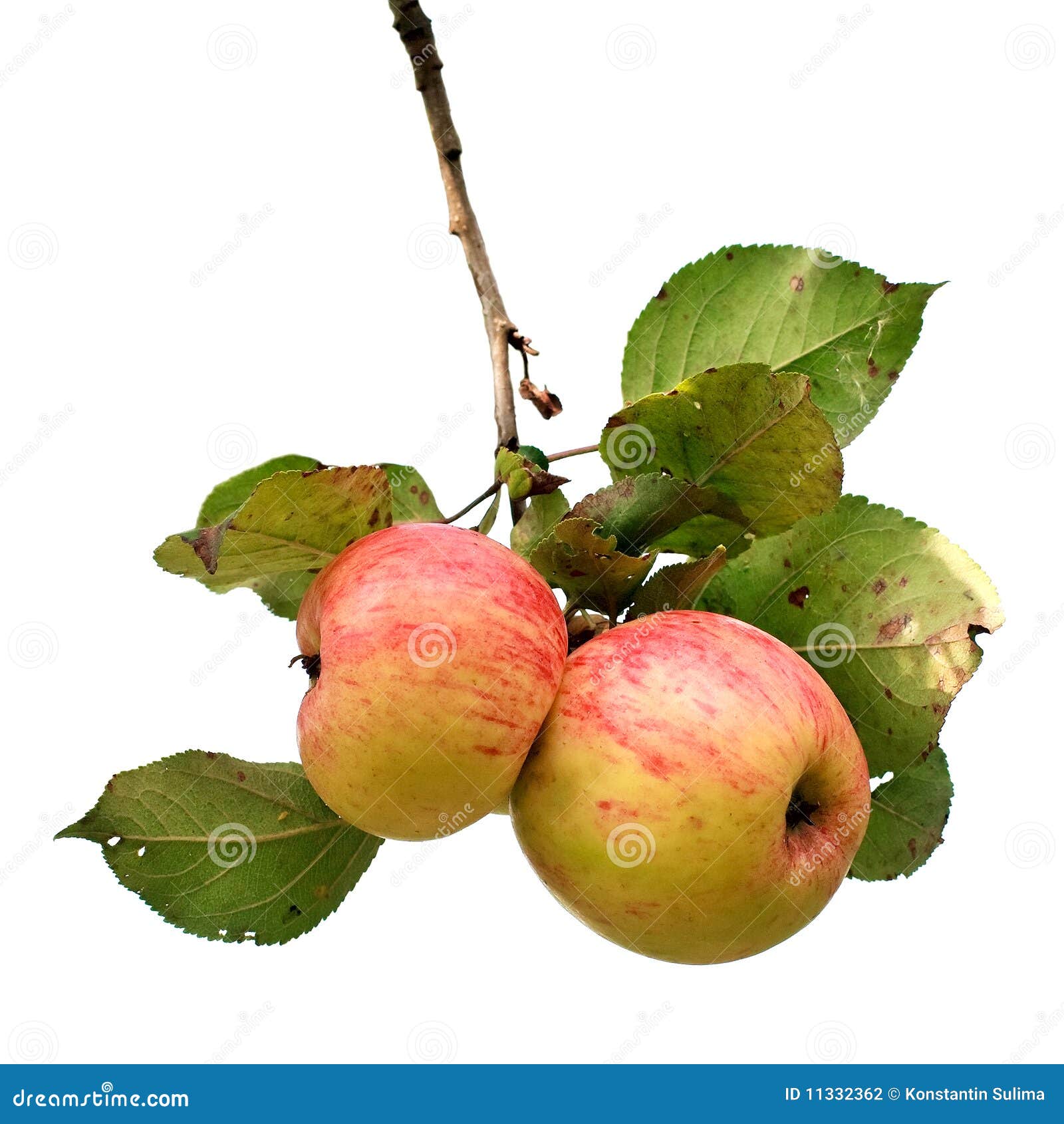 Branch with Apples Isolated Stock Photo - Image of crop, autumn: 11332362
