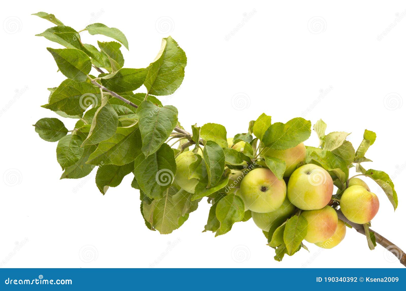 Branch with Apples Isolated Stock Photo - Image of harvest, juice ...