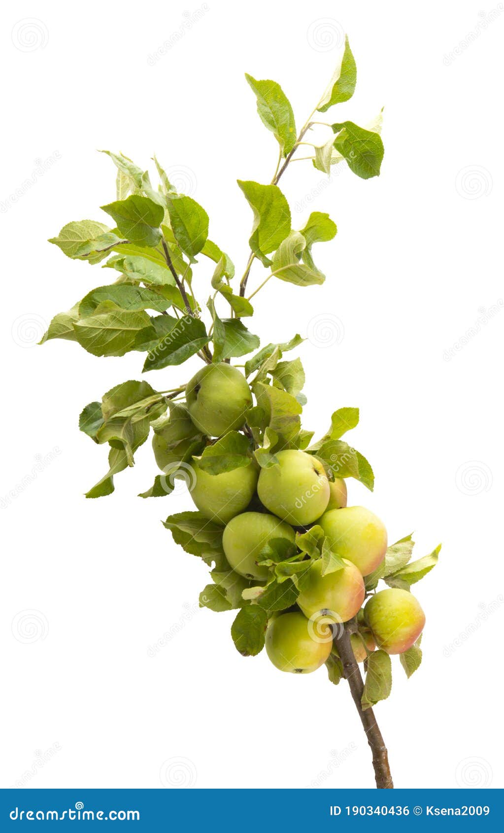 Branch with Apples Isolated Stock Photo - Image of tree, apple: 190340436