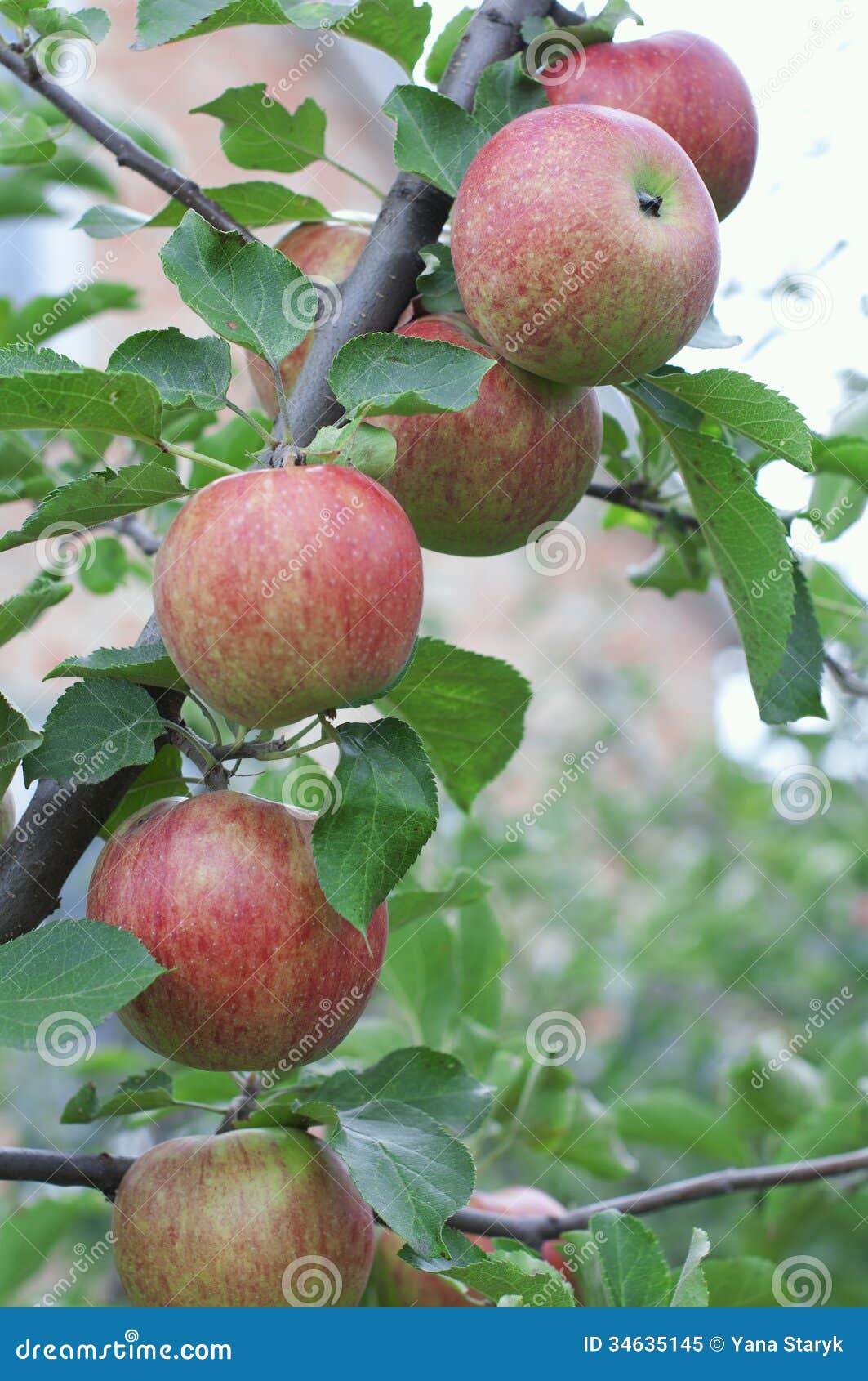 Branch with apples stock image. Image of branches, summer - 34635145