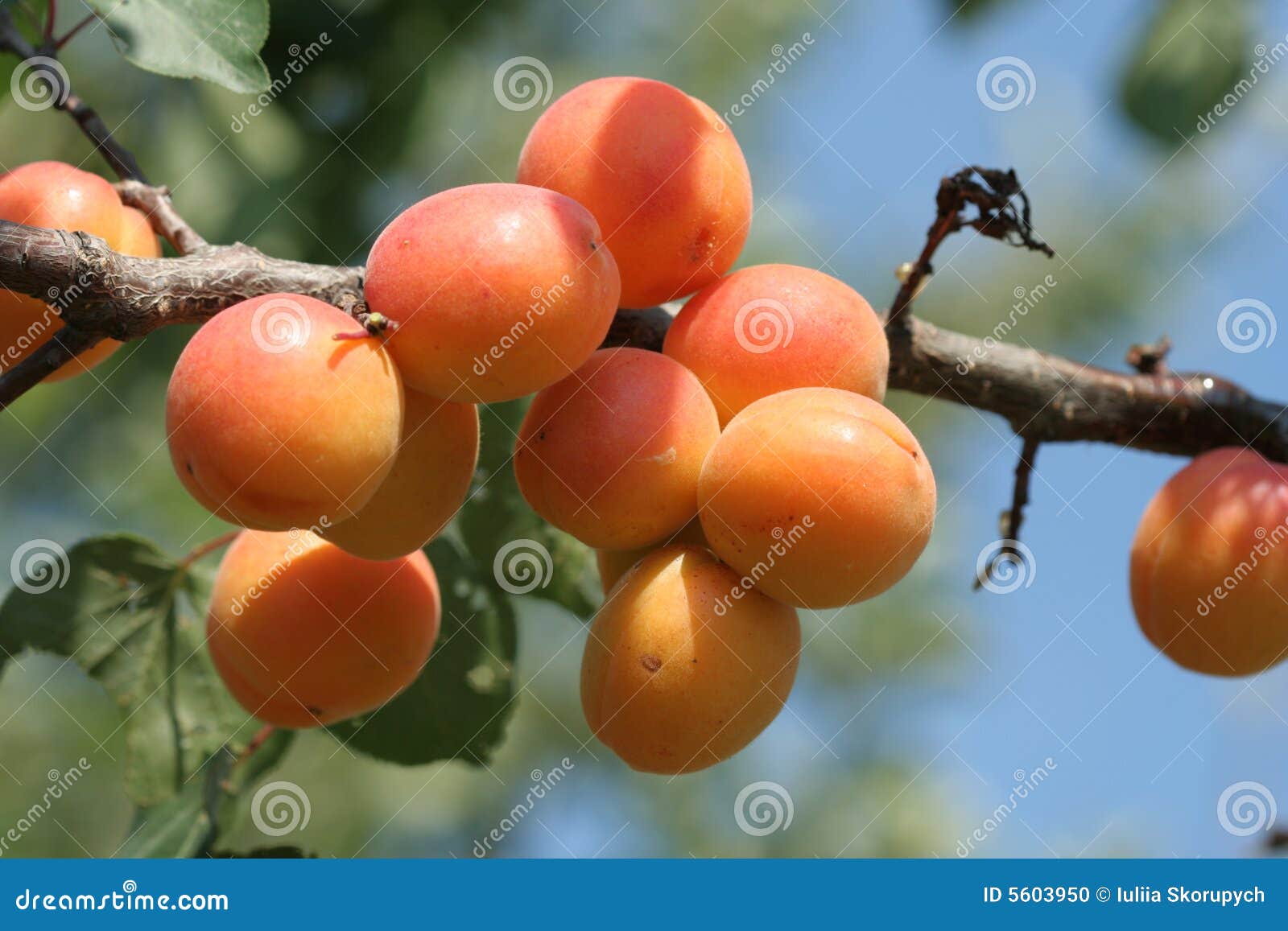 Branch of apricot stock photo. Image of nature, close - 5603950