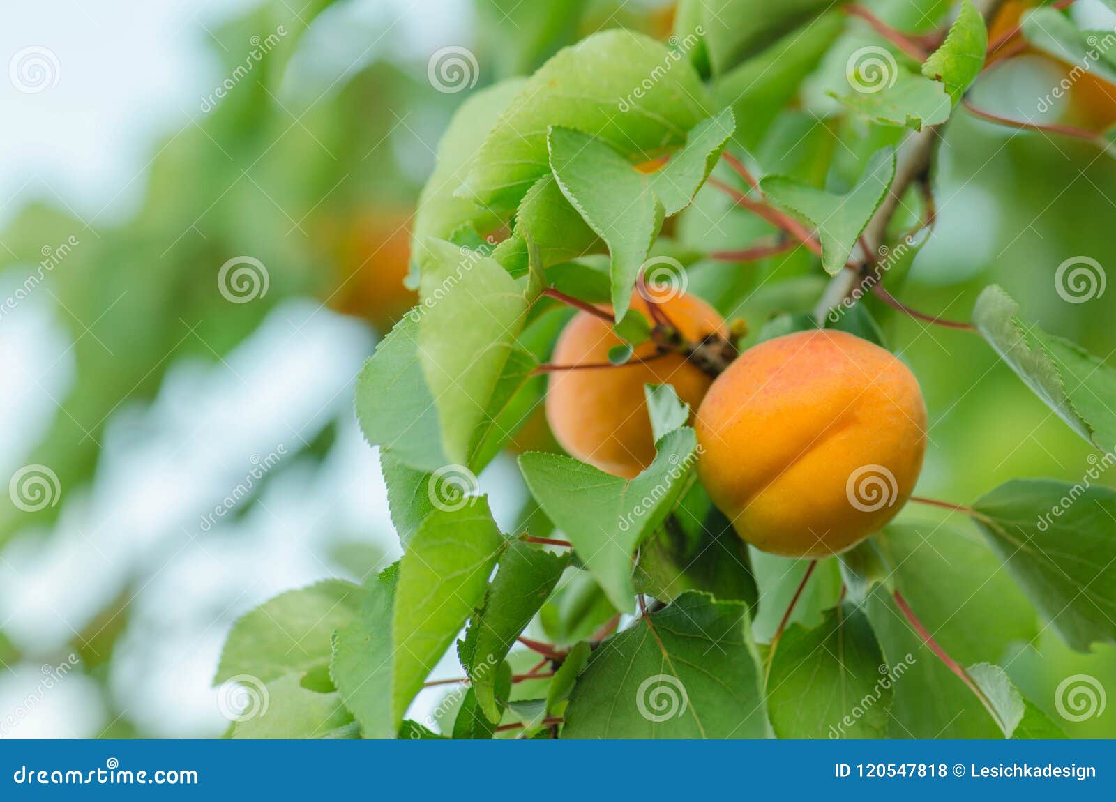 Apricots on a Branch. Apricots on Tree Stock Photo - Image of branch ...