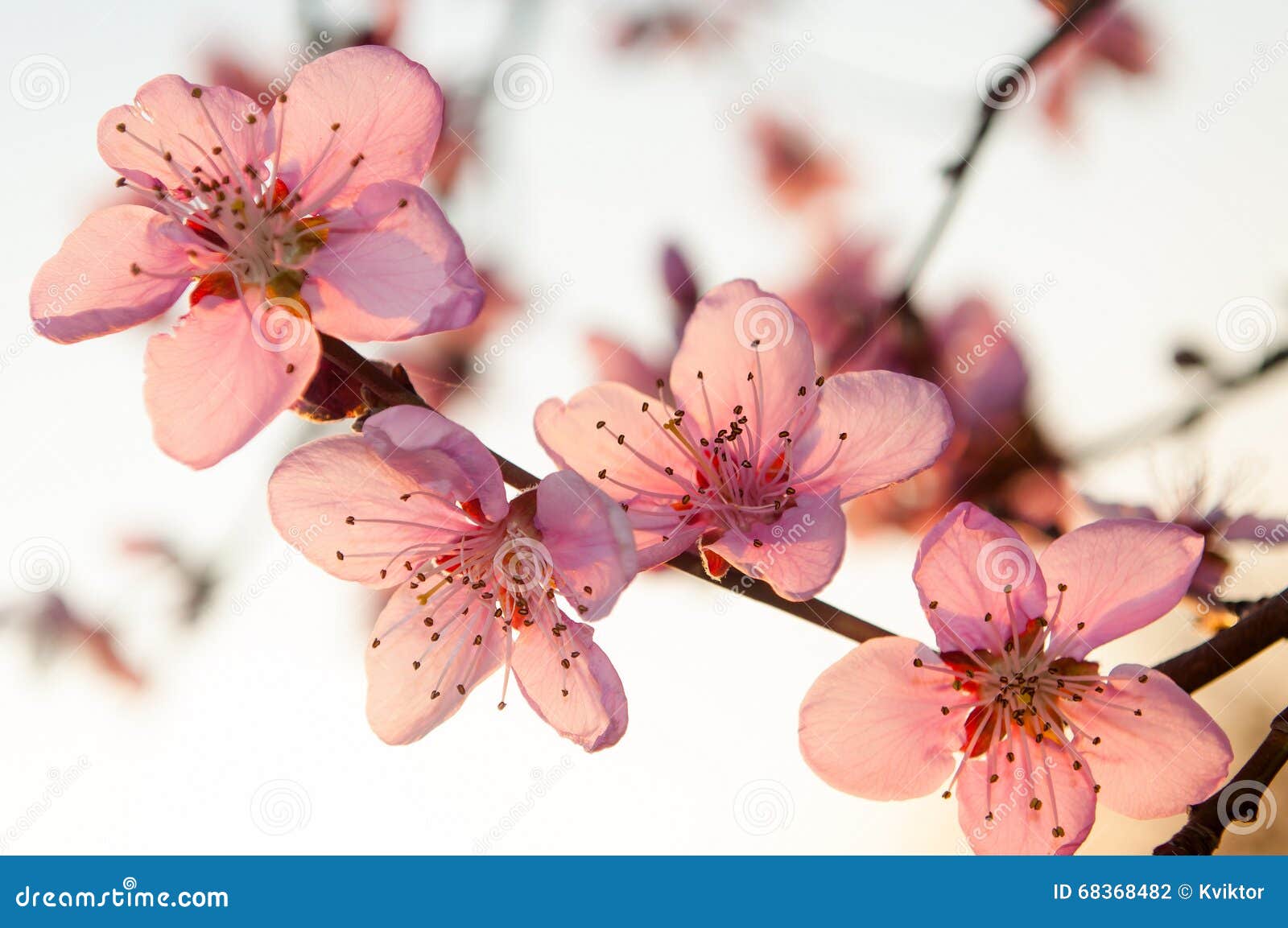 Branch of Apricot Tree with Pink Flowers Stock Photo - Image of branch ...