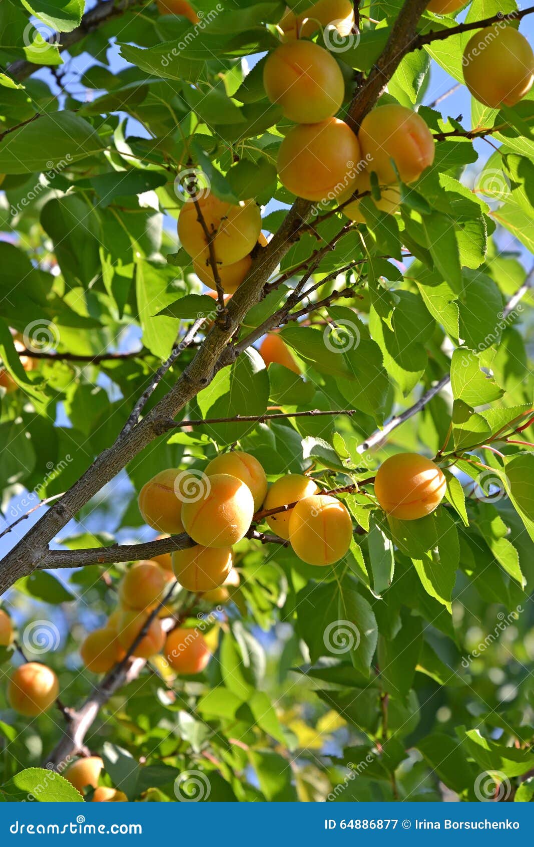 Branch of an Apricot Tree with Ripe Fruits Stock Image - Image of ...