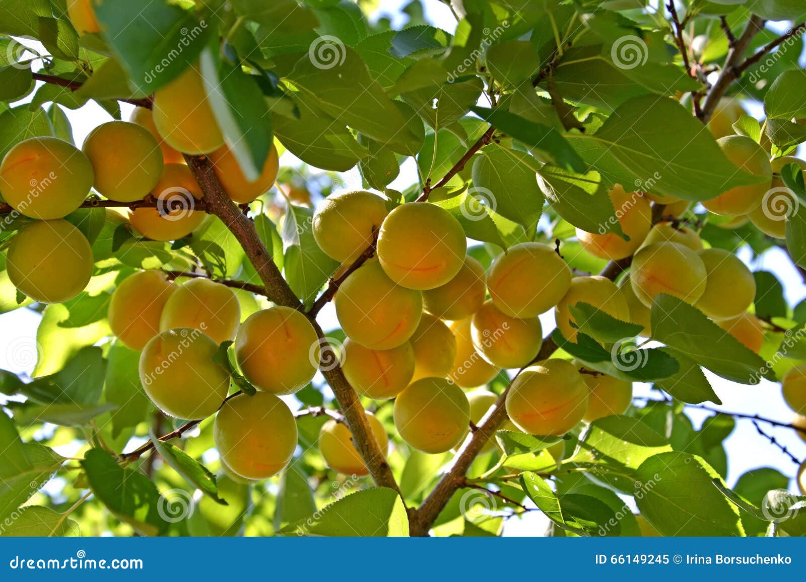 Branch of an Apricot Tree with Ripe Fruits Stock Image - Image of ...