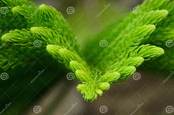 A Branch of Araucaria Cookii Tree Stock Photo - Image of desktop ...