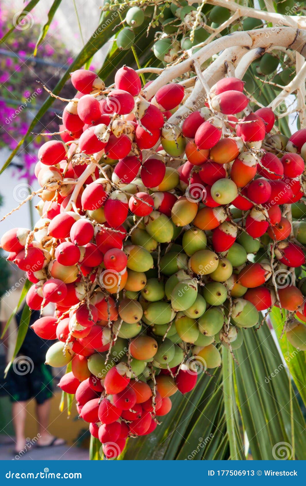 Branch of an Areca Nut Palm Tree in the Street Stock Image - Image of ...