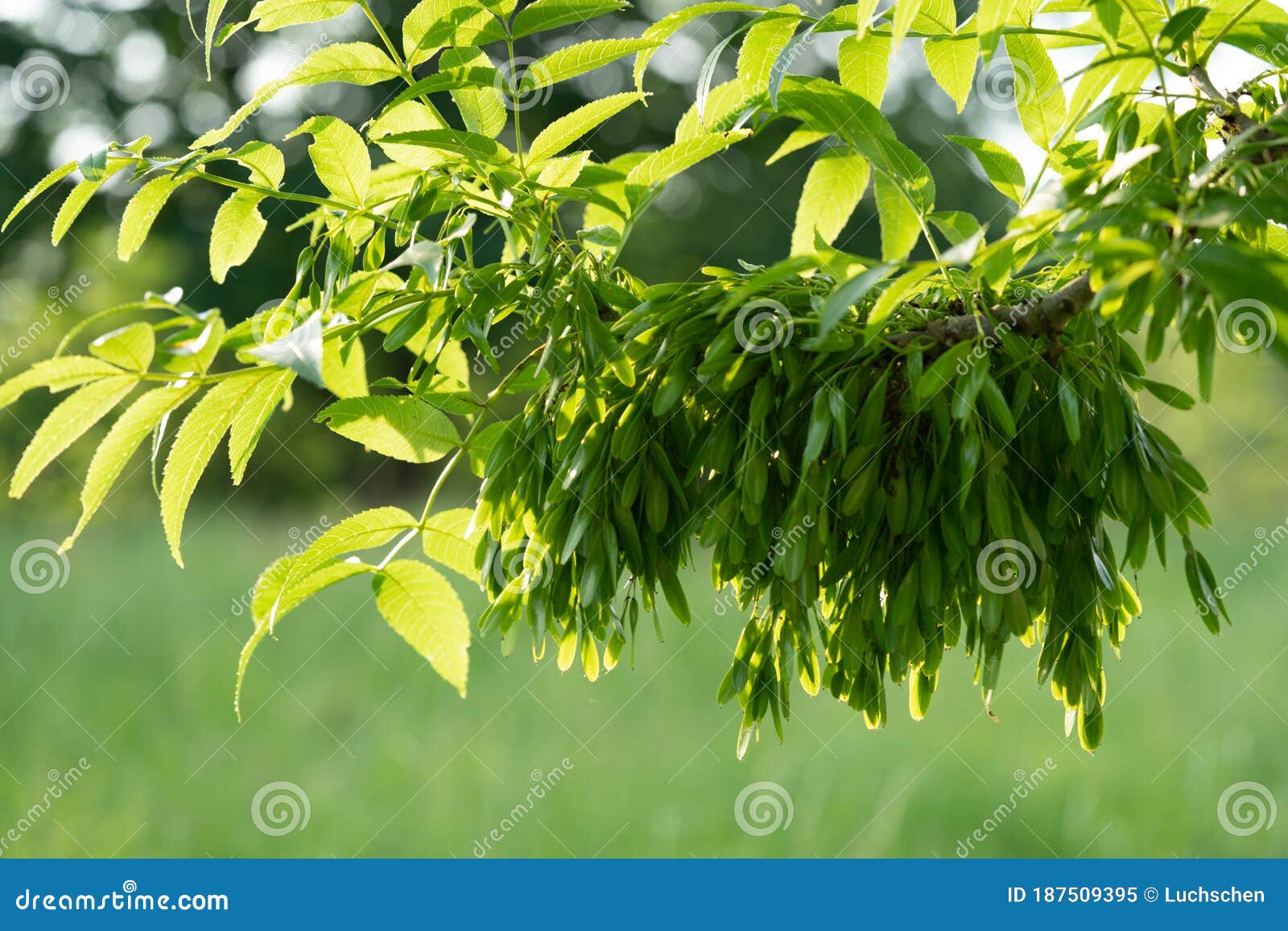 A Branch of the Ash Tree Fraxinus Stock Image - Image of fresh, nature ...