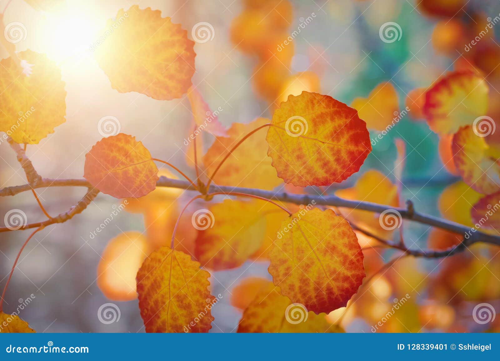 A Branch of Aspen with Yellowed Leaves on a Sunny Day Stock Image ...