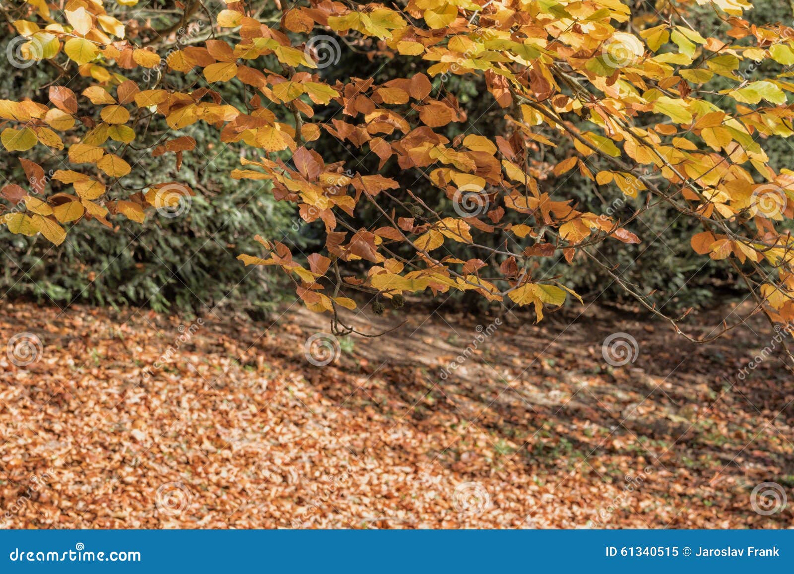 Branch of Autumn Beech Tree Closeup Stock Image - Image of wood, nature ...