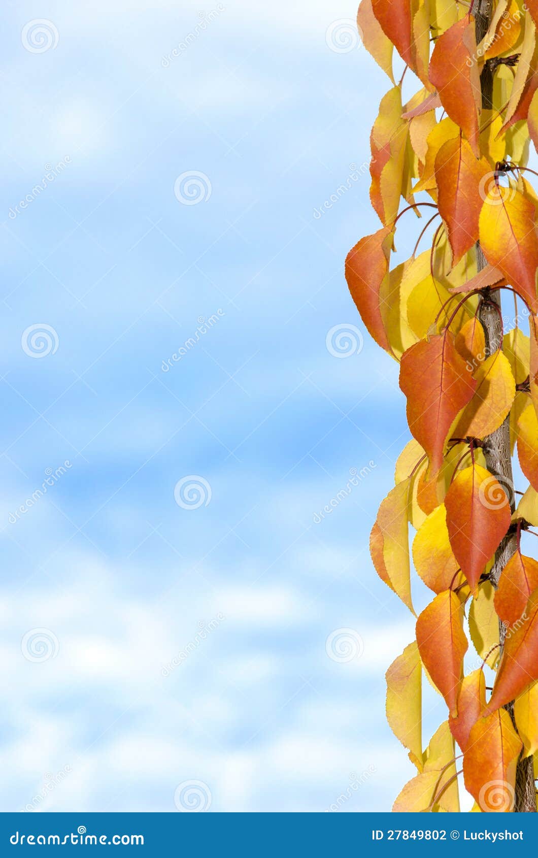 Branch of autumn colors stock photo. Image of seasonal - 27849802